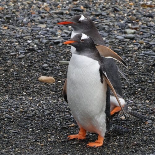 Ushuaia Argentina: Things to do in Ushuaia!